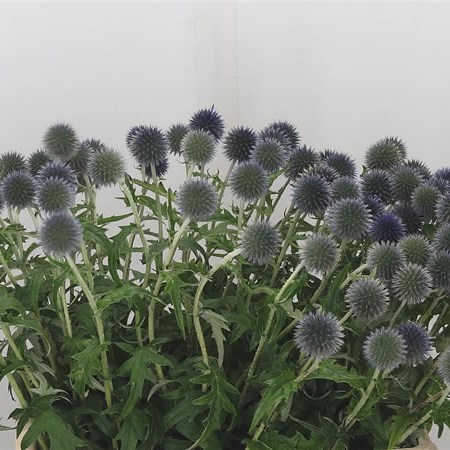 Eryngium Thistle | Wholesale Flowers UK | Wedding Flowers | Carthamus