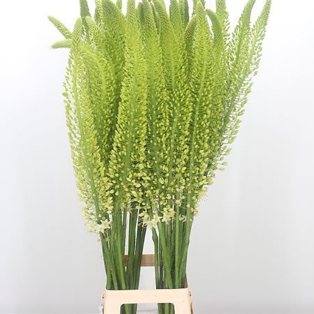Eremurus | Wholesale Flowers UK | Wedding Flowers | Foxtail Lily
