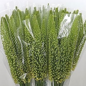 Eremurus | Wholesale Flowers UK | Wedding Flowers | Foxtail Lily