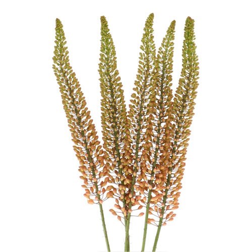 Eremurus | Wholesale Flowers UK | Wedding Flowers | Foxtail Lily