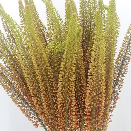 Eremurus | Wholesale Flowers UK | Wedding Flowers | Foxtail Lily