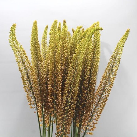 Eremurus | Wholesale Flowers UK | Wedding Flowers | Foxtail Lily