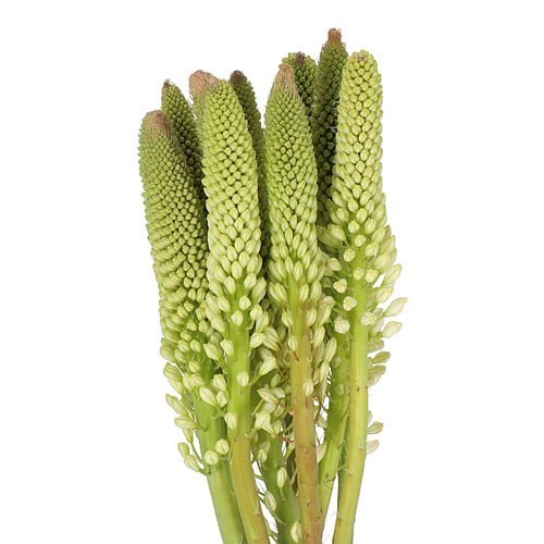 Eremurus | Wholesale Flowers UK | Wedding Flowers | Foxtail Lily