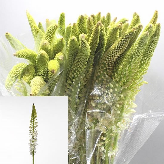 Eremurus | Wholesale Flowers UK | Wedding Flowers | Foxtail Lily