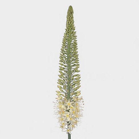 Eremurus | Wholesale Flowers UK | Wedding Flowers | Foxtail Lily