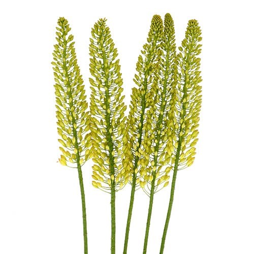 Eremurus | Wholesale Flowers UK | Wedding Flowers | Foxtail Lily