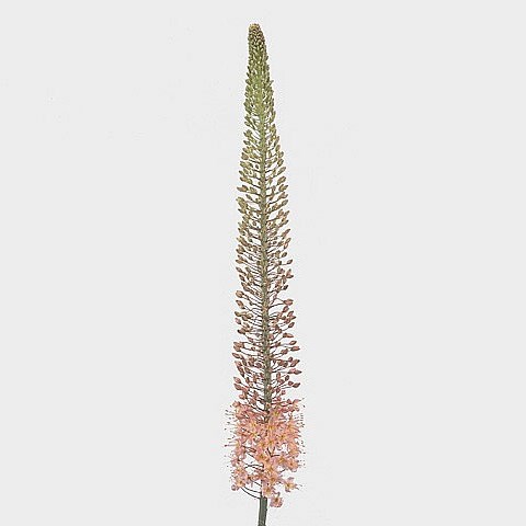 Eremurus | Wholesale Flowers UK | Wedding Flowers | Foxtail Lily