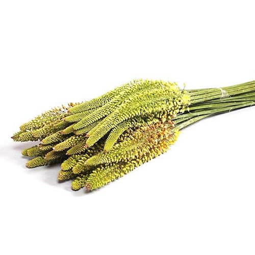 Eremurus | Wholesale Flowers UK | Wedding Flowers | Foxtail Lily