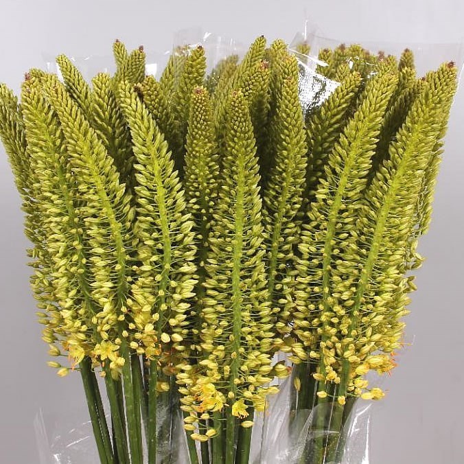 Eremurus | Wholesale Flowers UK | Wedding Flowers | Foxtail Lily