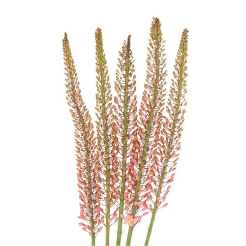 Eremurus | Wholesale Flowers UK | Wedding Flowers | Foxtail Lily