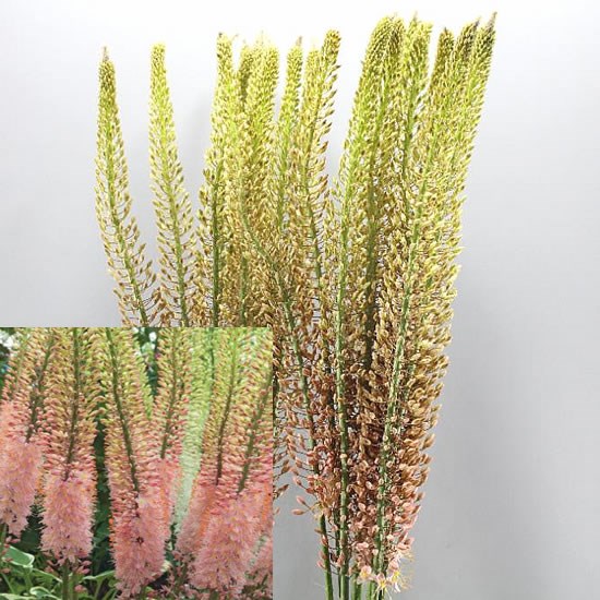 Eremurus | Wholesale Flowers UK | Wedding Flowers | Foxtail Lily