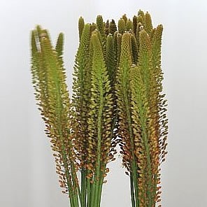 Eremurus | Wholesale Flowers UK | Wedding Flowers | Foxtail Lily