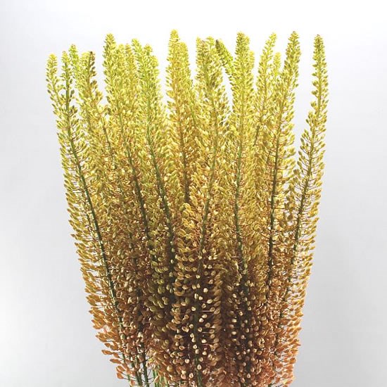 Eremurus | Wholesale Flowers UK | Wedding Flowers | Foxtail Lily