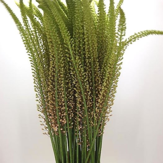 Eremurus | Wholesale Flowers UK | Wedding Flowers | Foxtail Lily