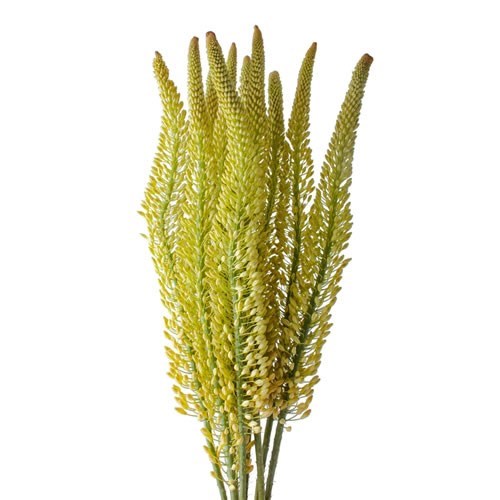 Eremurus | Wholesale Flowers UK | Wedding Flowers | Foxtail Lily