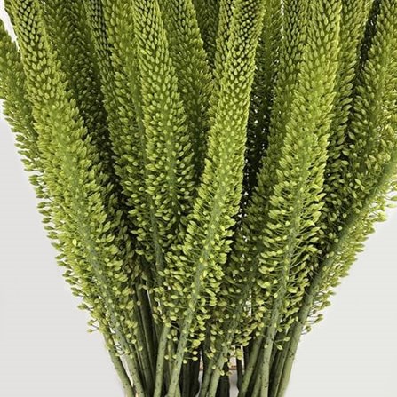 Eremurus | Wholesale Flowers UK | Wedding Flowers | Foxtail Lily