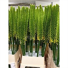 Eremurus | Wholesale Flowers UK | Wedding Flowers | Foxtail Lily