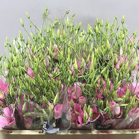 EUSTOMA LISIANTHUS DBL. ALISSA LIGHT PINK 70cm 5+ | Wholesale Dutch ...