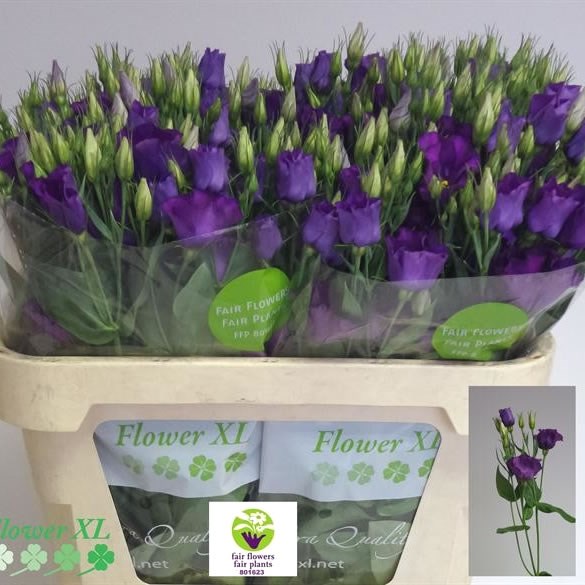 Eustoma Lisianthus | Wholesale Flowers UK | Wedding Flowers | Triangle ...
