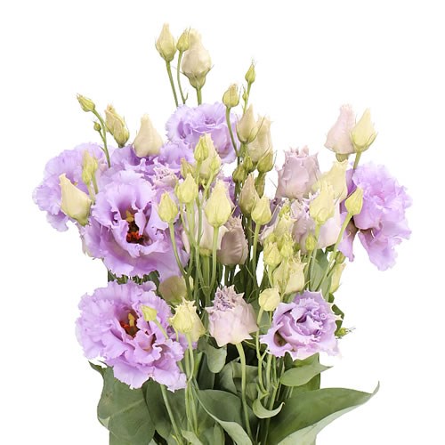 Eustoma Lisianthus | Wholesale Flowers UK | Wedding Flowers | Triangle ...