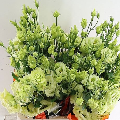 Eustoma Lisianthus | Wholesale Flowers UK | Wedding Flowers | Triangle ...