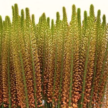 Eremurus | Wholesale Flowers UK | Wedding Flowers | Foxtail Lily