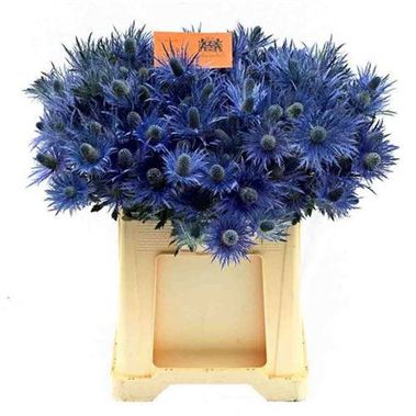 Eryngium Thistle | Wholesale Flowers UK | Wedding Flowers | Carthamus