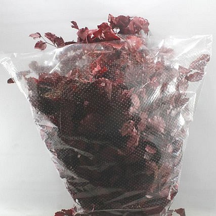 Dried Flowers & Foliage | Preserved Foliage | Wholesale Dried Flowers ...