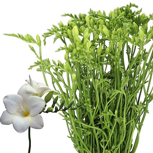 FREESIA BLUE MOON 50cm 16gm | Wholesale Dutch Flowers & Florist Supplies UK
