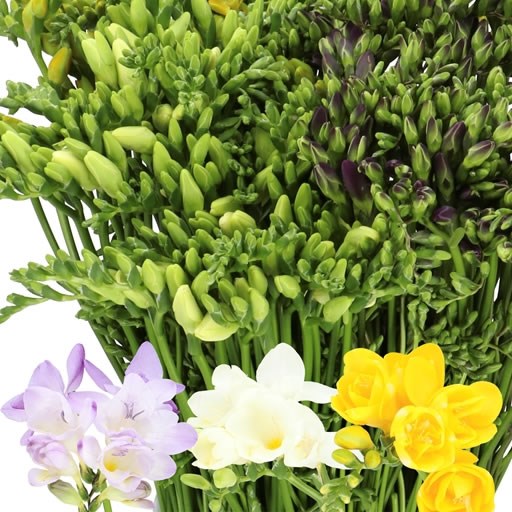 FREESIA MAYA 50cm 22gm | Wholesale Dutch Flowers & Florist Supplies UK