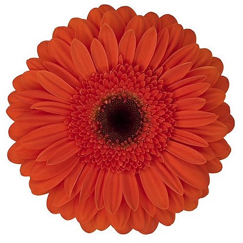 Gerbera | Wholesale Flowers UK | Wedding Flowers | Triangle Nursery
