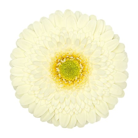 GERMINI VALENTINO DREAM MIX X 30 | Wholesale Dutch Flowers & Florist ...