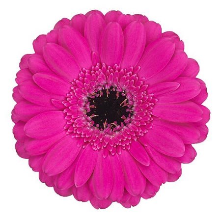 Germini | Wholesale Flowers UK | Wedding Flowers | Triangle Nursery