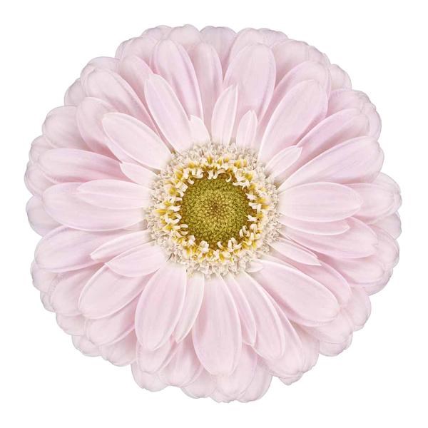 Germini | Wholesale Flowers UK | Wedding Flowers | Triangle Nursery