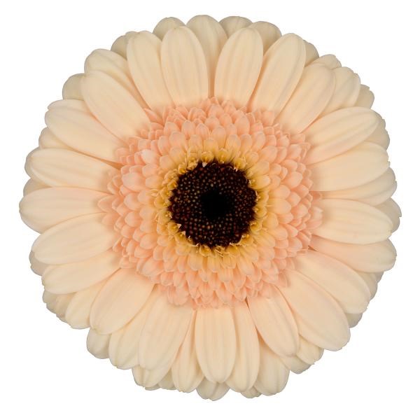 Germini | Wholesale Flowers UK | Wedding Flowers | Triangle Nursery