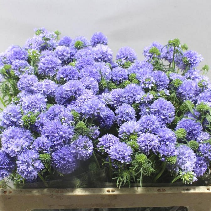 Seasonal Flowers | Wholesale Flowers UK | Wedding Flowers | Triangle ...