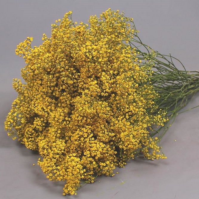 Gypsophila | Buy online wholesale flowers & wedding flowers | Triangle ...