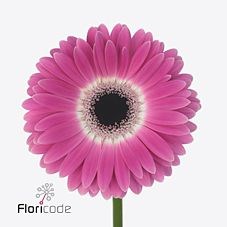 Gerbera | Wholesale Flowers UK | Wedding Flowers | Triangle Nursery