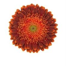 Germini | Wholesale Flowers UK | Wedding Flowers | Triangle Nursery