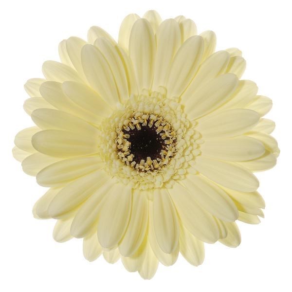 Germini | Wholesale Flowers UK | Wedding Flowers | Triangle Nursery