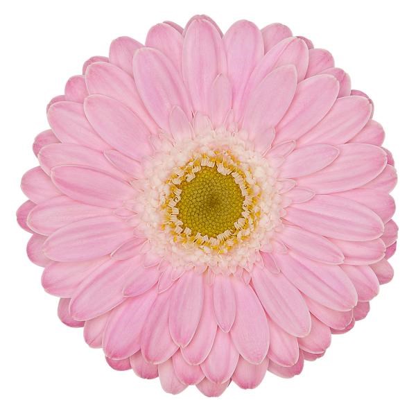 Germini | Wholesale Flowers UK | Wedding Flowers | Triangle Nursery