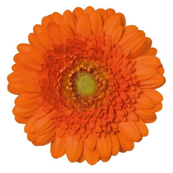 Germini | Wholesale Flowers UK | Wedding Flowers | Triangle Nursery