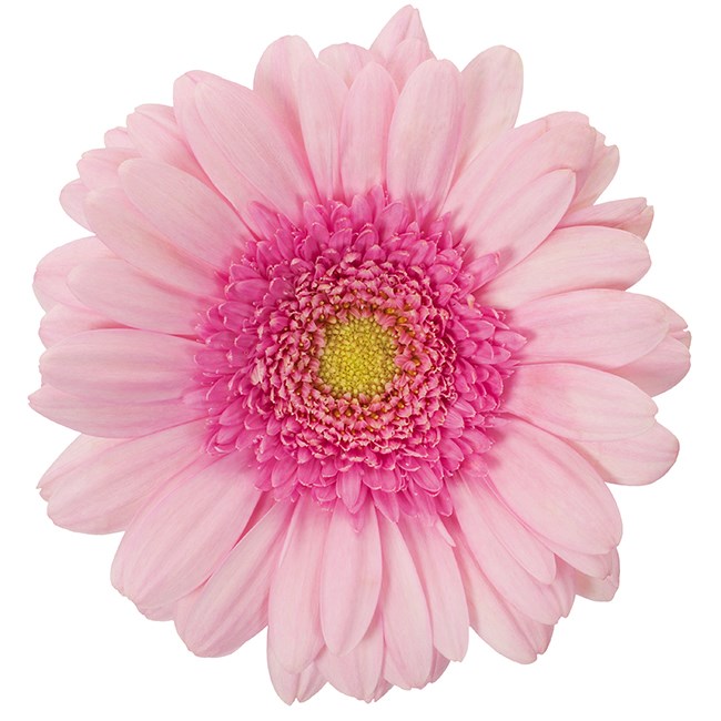 Germini | Wholesale Flowers UK | Wedding Flowers | Triangle Nursery