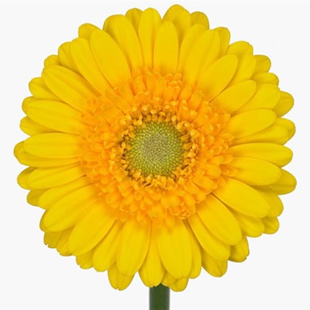 Germini | Wholesale Flowers UK | Wedding Flowers | Triangle Nursery