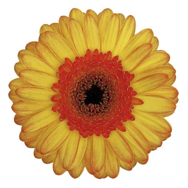 Germini | Wholesale Flowers UK | Wedding Flowers | Triangle Nursery