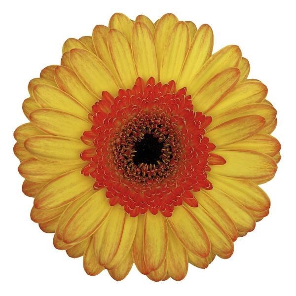 Germini | Wholesale Flowers UK | Wedding Flowers | Triangle Nursery