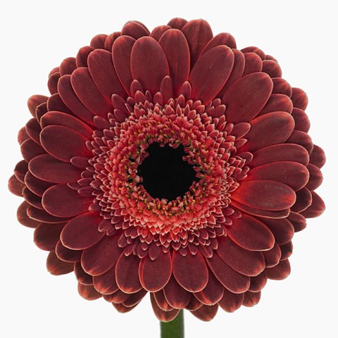 Germini | Wholesale Flowers UK | Wedding Flowers | Triangle Nursery