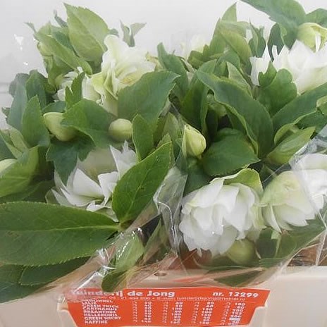 HELLEBORES MOLLY'S WHITE 40cm | Wholesale Dutch Flowers & Florist ...
