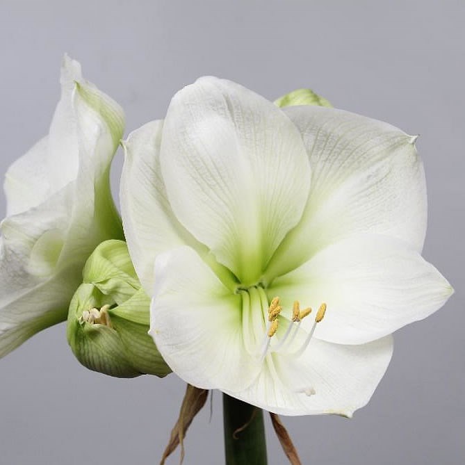 Hippeastrum Amaryllis | Wholesale Flowers UK | Wedding Flowers ...