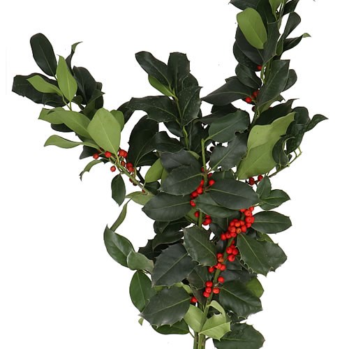 Christmas Foliage | Wholesale Flowers UK | Triangle Nursery